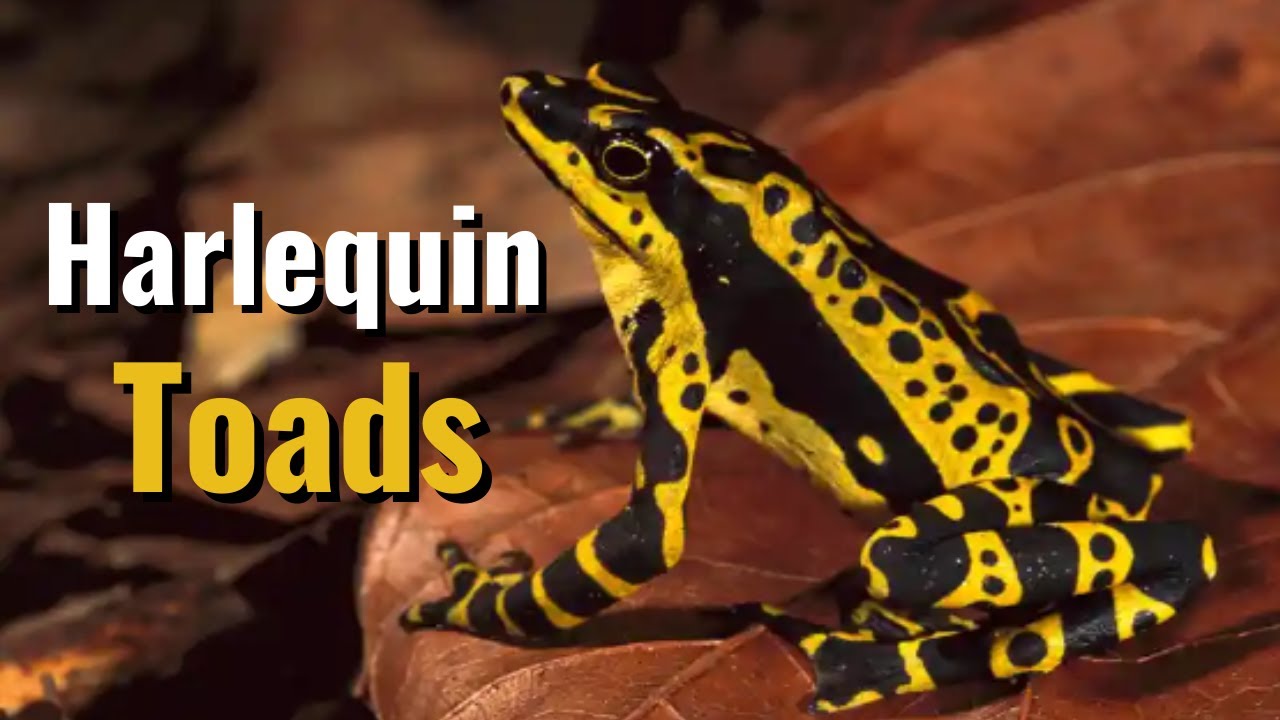 Harlequin Toad: One of World's Rarest Toads - YouTube