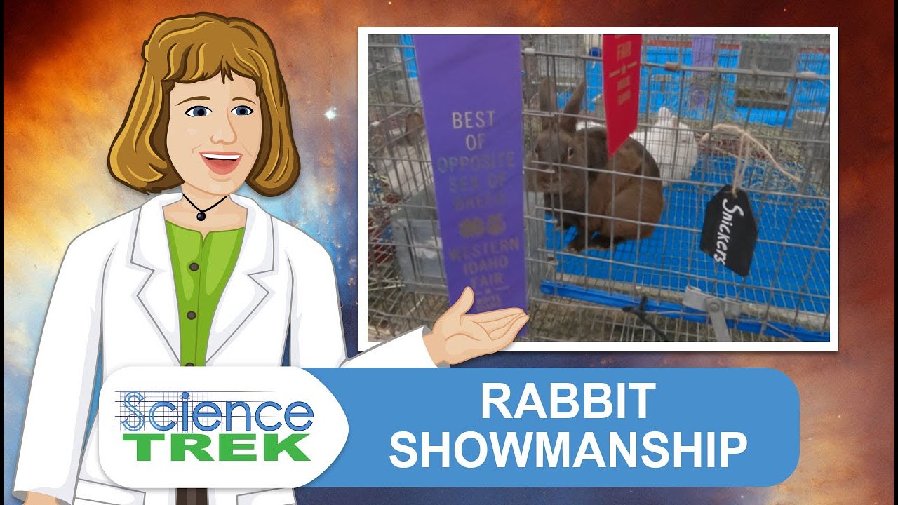 Rabbit Showmanship | Science Trek - YouTube