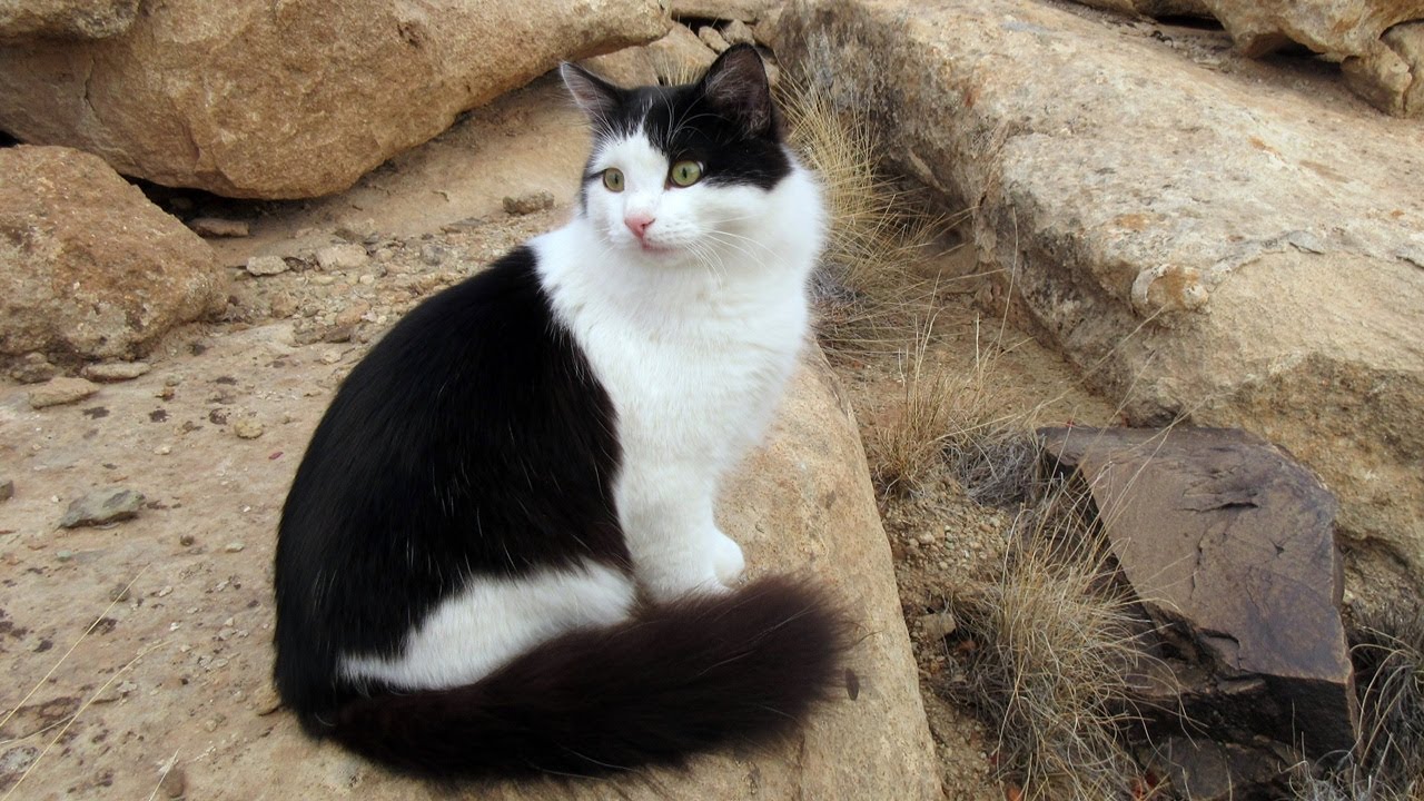 Our Cats #161 - Short Clip - Hiking With Cats | Cats Jump & Walk On ...