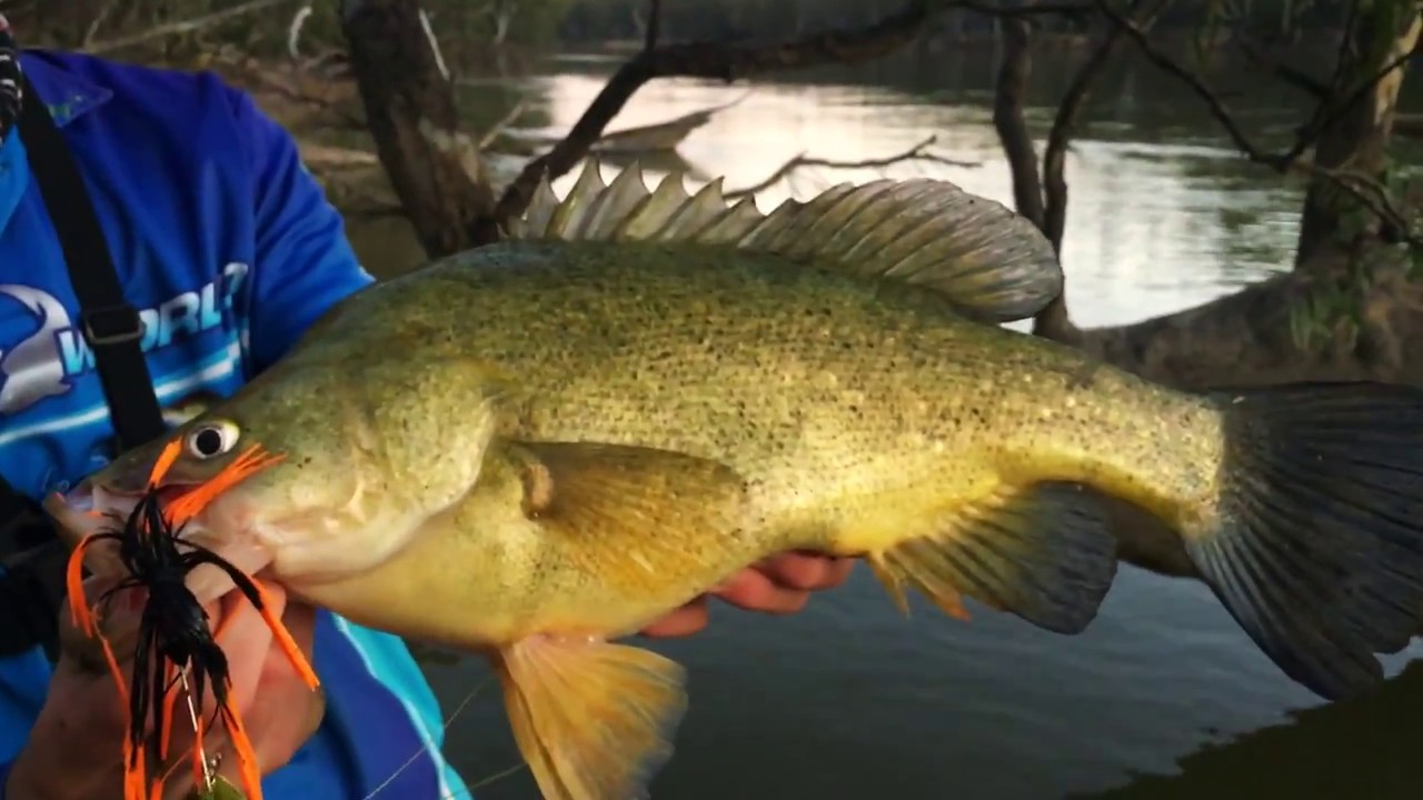 Golden Perch In Timber - Fishing Australia - YouTube
