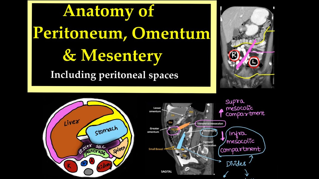 Anatomy of Peritoneum,Omentum and Mesentery. Including peritoneal ...