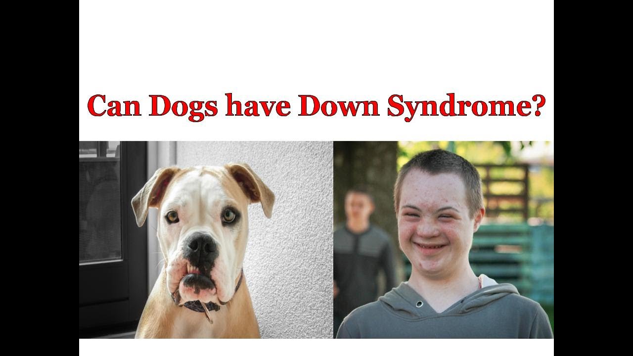 Symptoms of Down Syndrome in Dogs & Puppies - YouTube