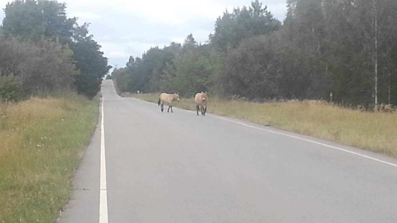 Przewalski wild horses of Chernobyl - YouTube