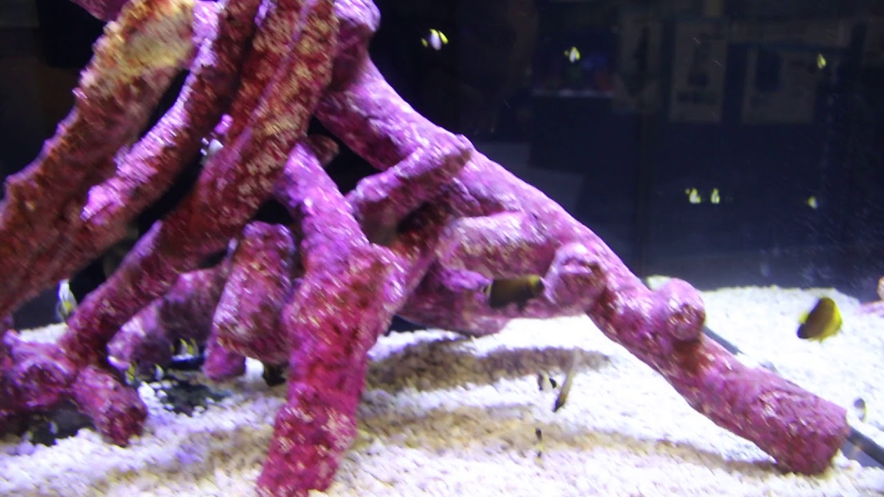 Captive Bred Conspicillatus & Singapore Angelfish at MACNA 2017 - YouTube