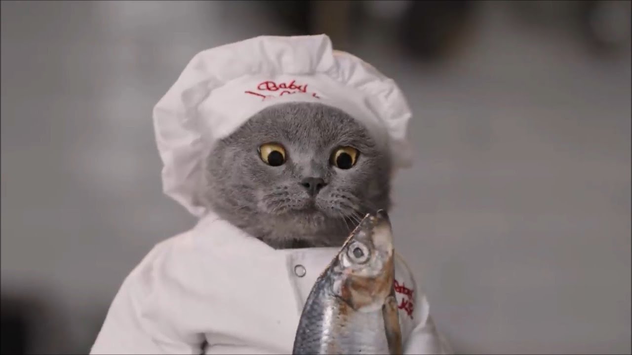 New Aarons Animals Ultimate Video Compilation 2020! - YouTube