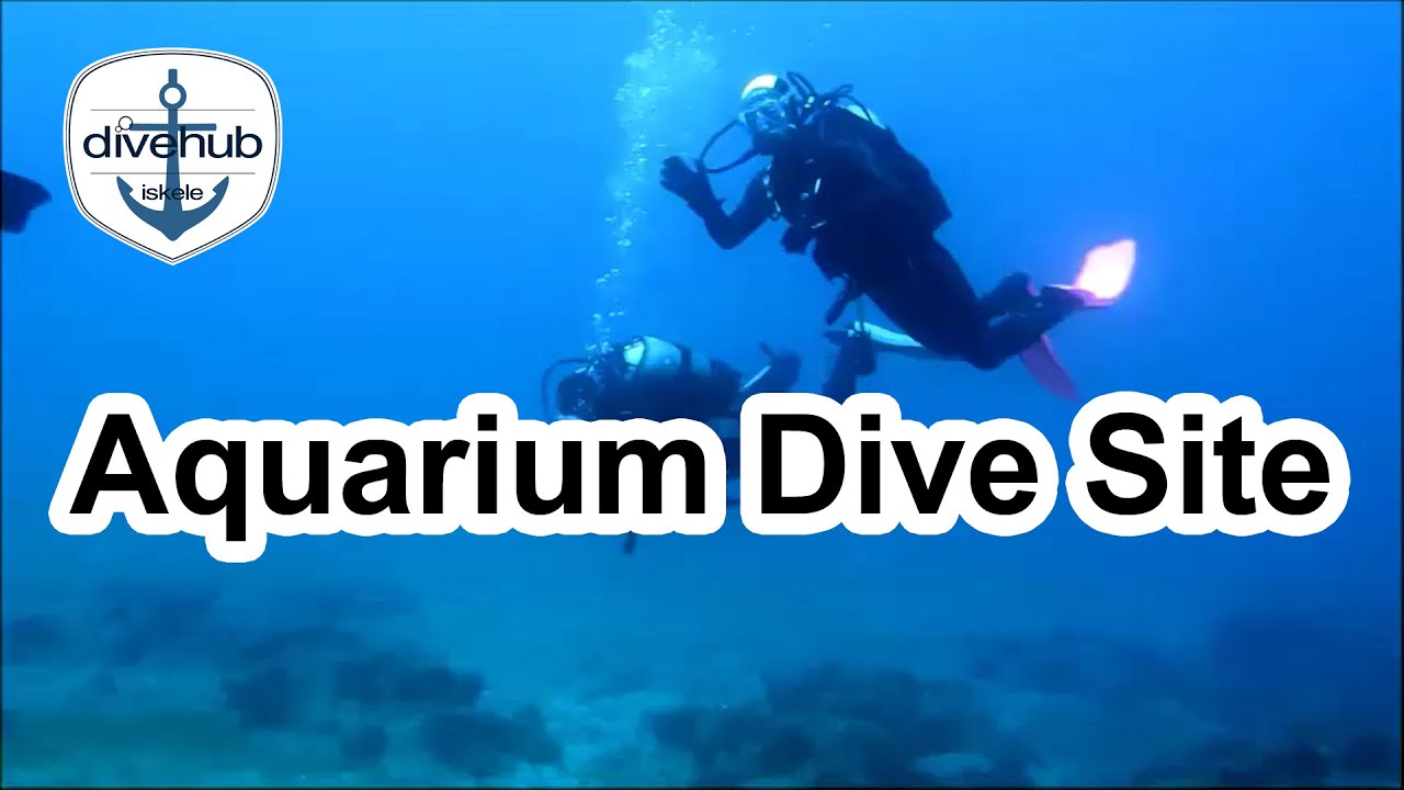 Iskele Dive Hub Aquarium Dive Site - YouTube
