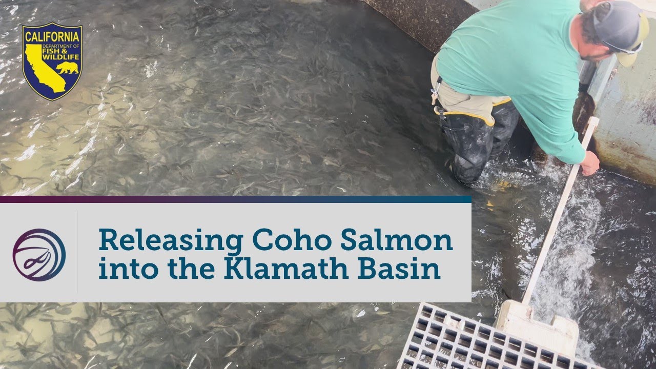 CDFW Fall Creek Hatchery Coho Salmon Release - Spring 2025 - YouTube