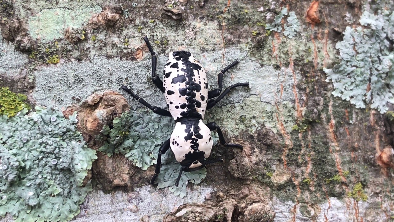 Zopherus nodulosus, the Iron Clad beetle! - YouTube