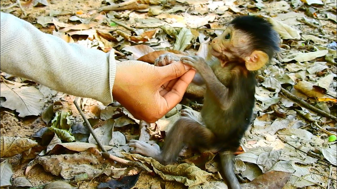 Best relationship Baby monkey Patricia and human, Patricia not scared ...