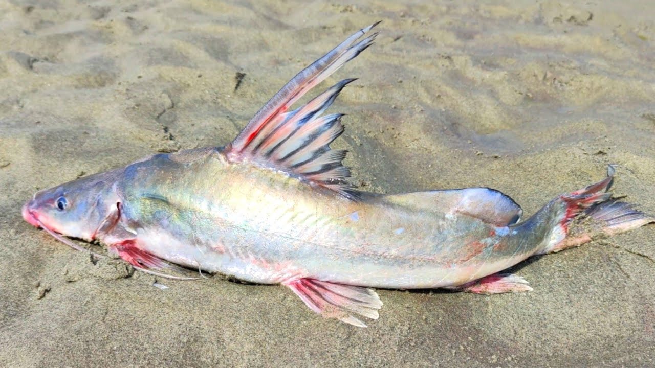 Singhada fish and Bachua Fish Pakdne ka Best Tarika Hook Line fishing ...