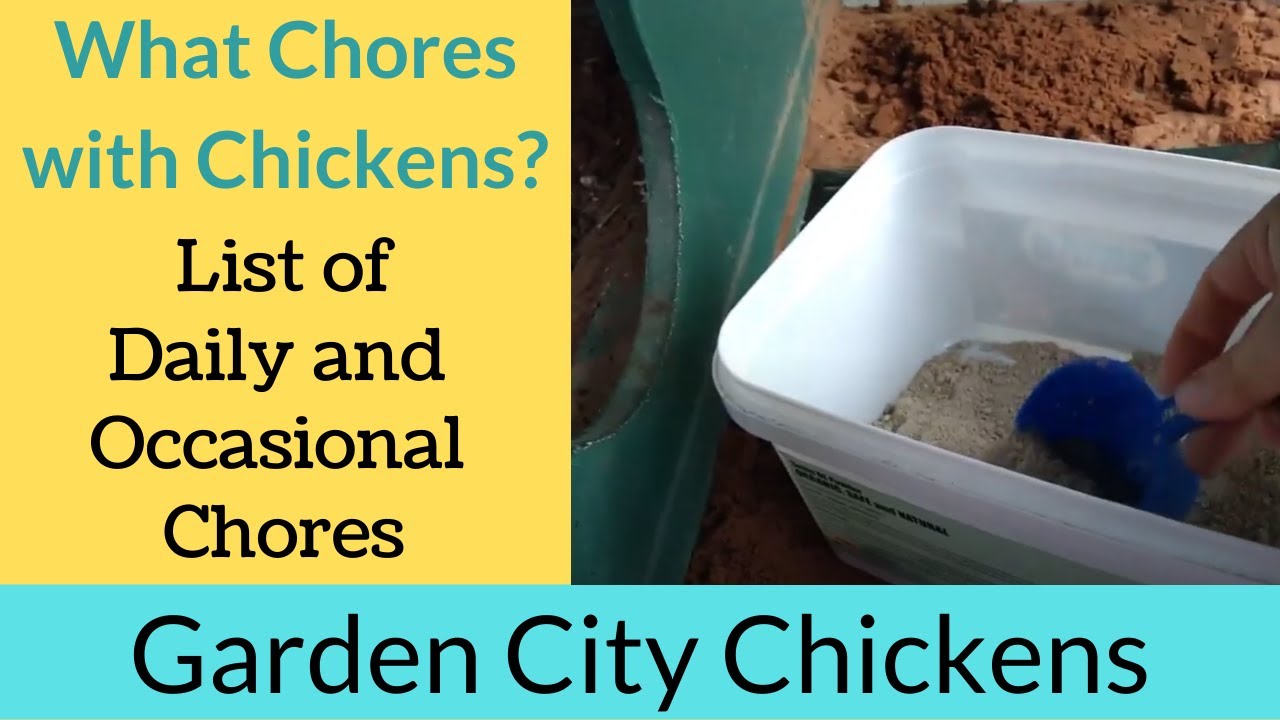 What Chores with Chickens? List of Daily and Occasional Chores - YouTube