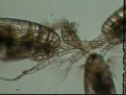 Marine fish breeding-Live feed- Copepod (stac.com.my) - YouTube