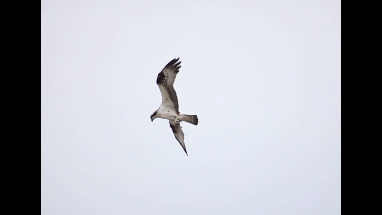 Osprey Hawk Diving and Catching Fish! - YouTube