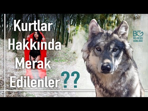 Kurtlar Hakkında En Çok Merak Edilenler