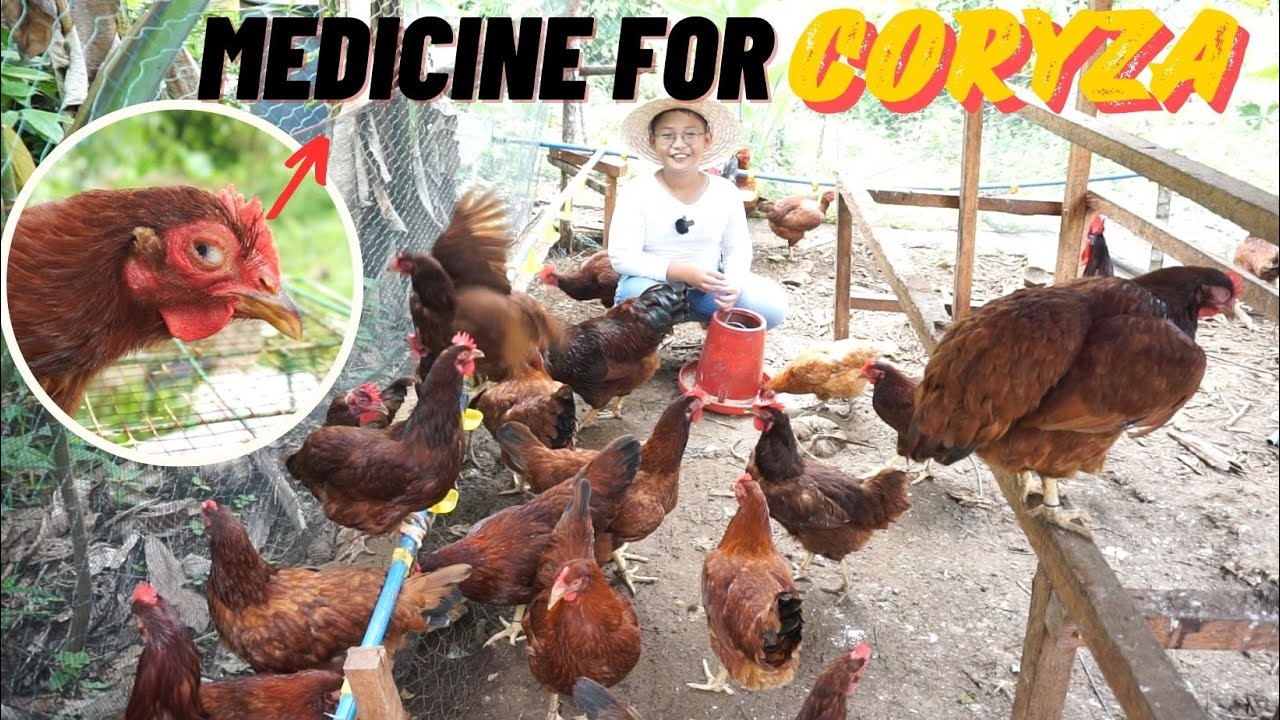 EP 4: HOW TO TREAT CORYZA IN CHICKENS - YouTube