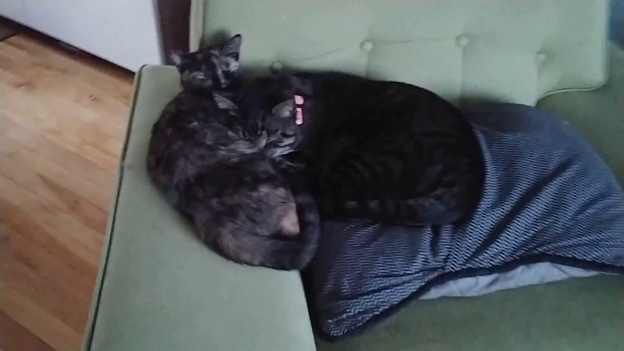 super funny cat nap - YouTube