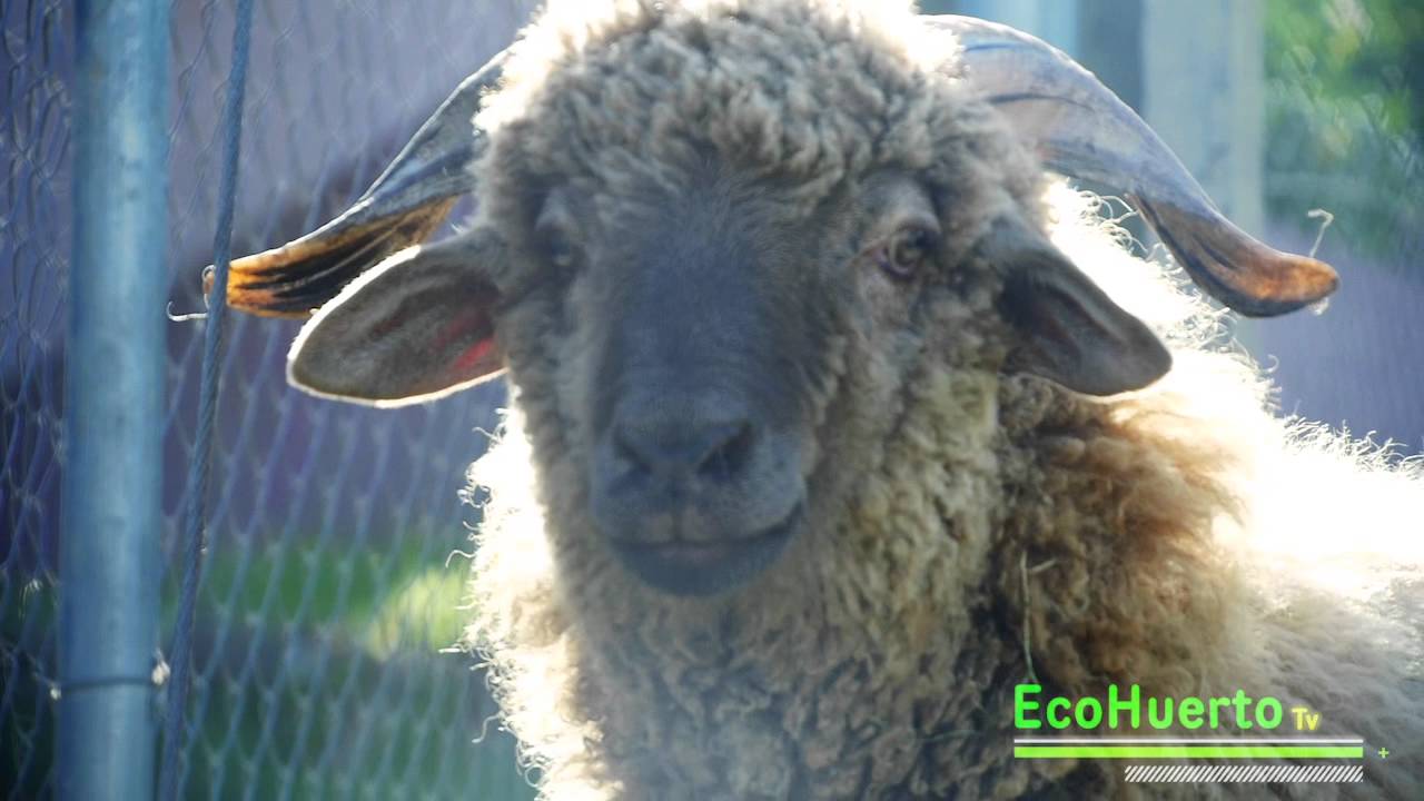 Carnero pastando. Sheep Grazing - YouTube