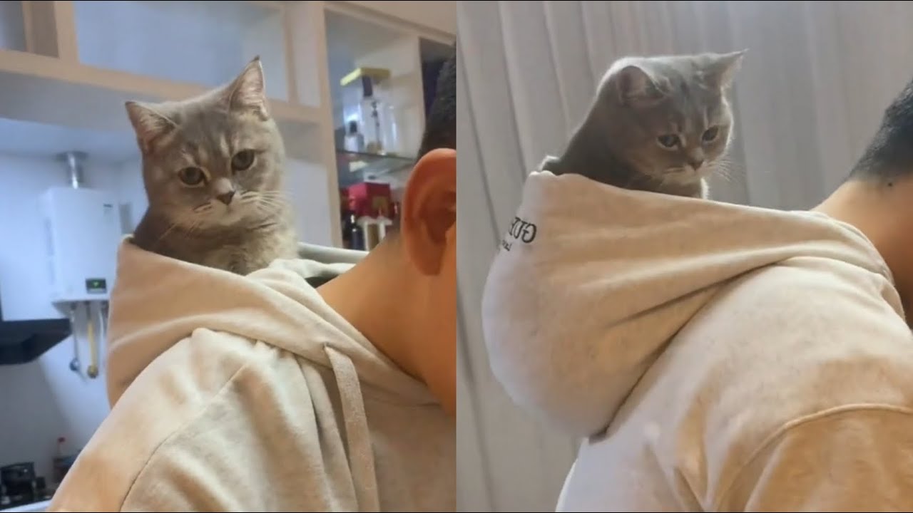 Cat Relaxing Inside Owner's Hood - YouTube
