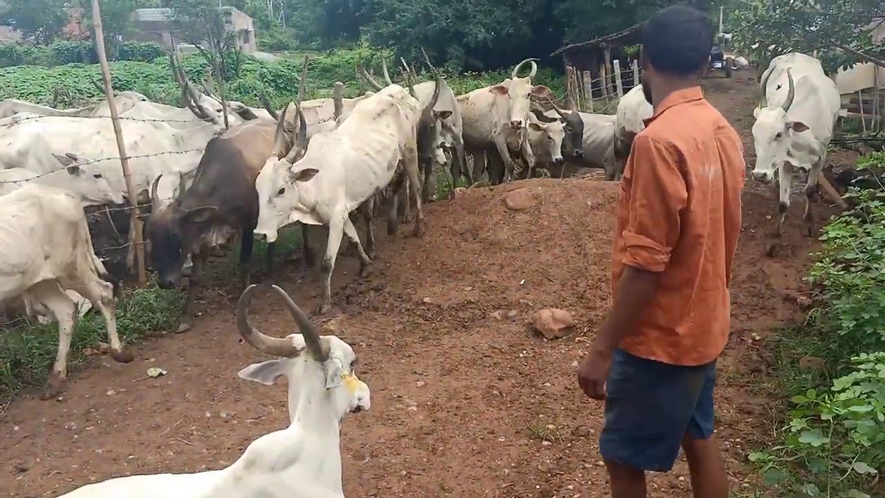 Amruth Mahal cows of chikmagalur - YouTube