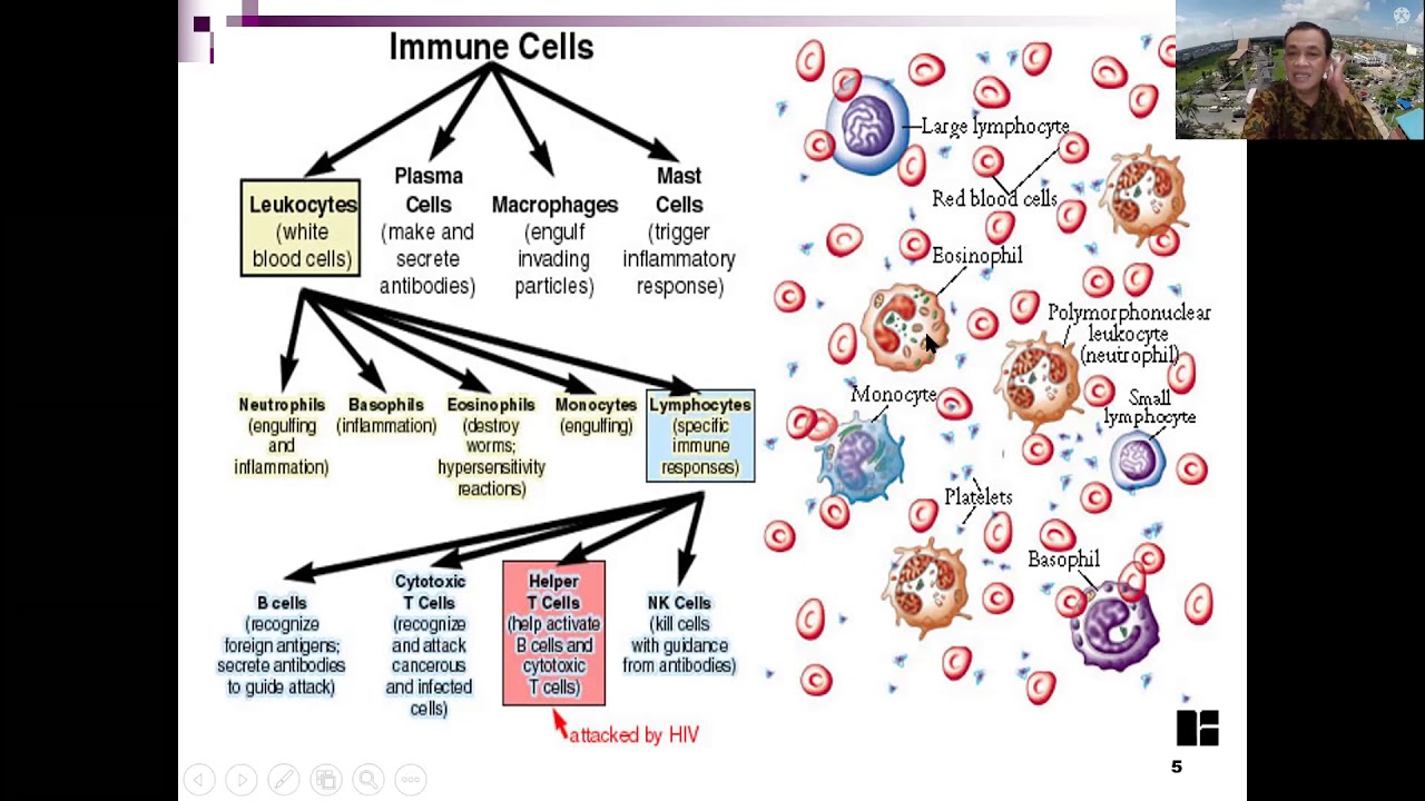 Sistem Imun: Imun Spesifik; Inflamasi; Interferon; Sel Natural Killer ...