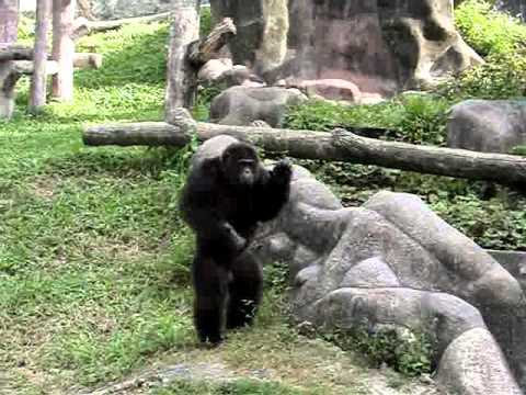 Chimpanzee dance in Songkhla zoo.wmv - YouTube