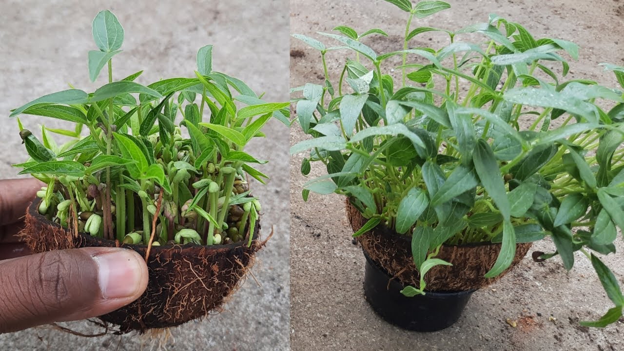 How to grow GREEN GRAMS at home | Green grams growing from seeds at ...