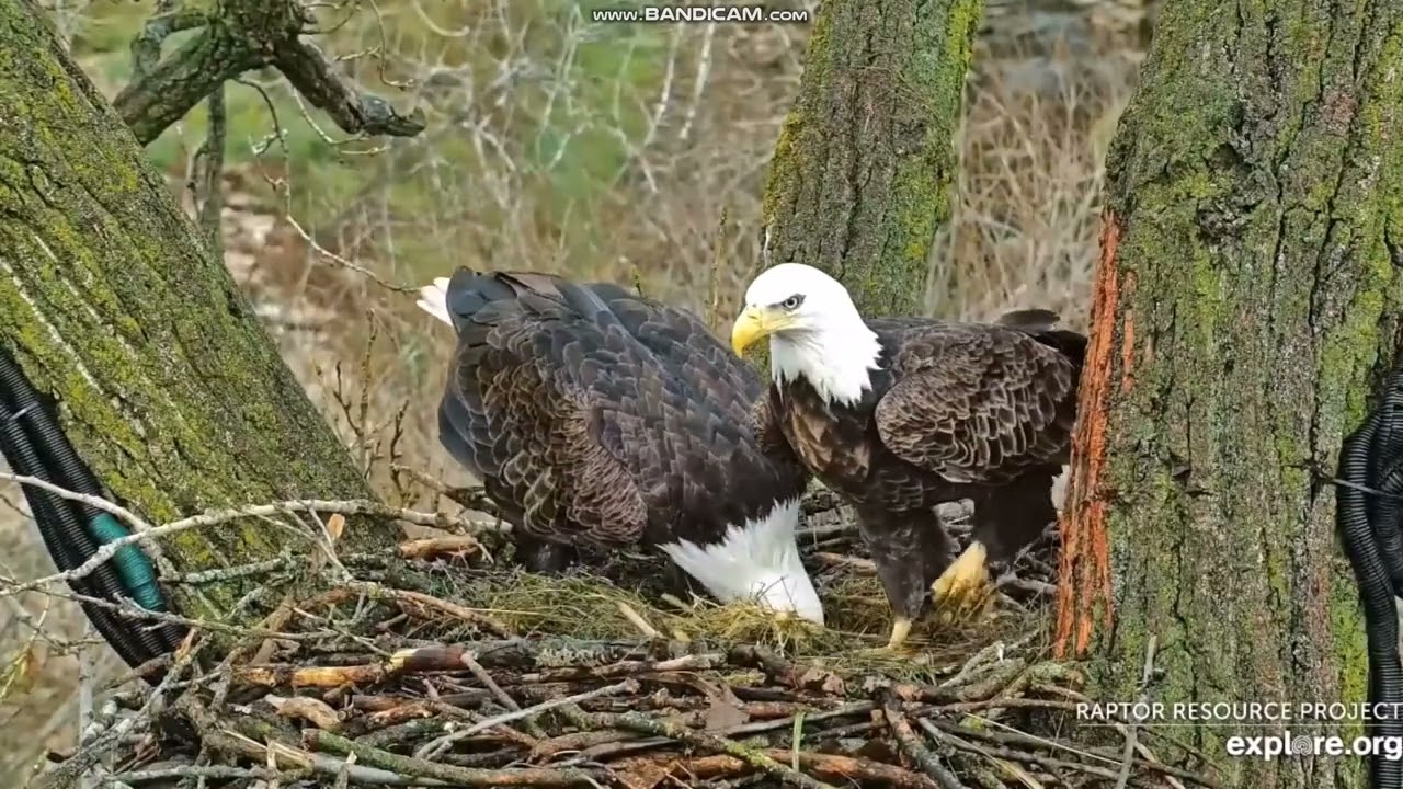 Bielik amerykański Decorah Eagles Iowa Explore.org -HM & HD, porządki i polowanie na łące 2022 ...