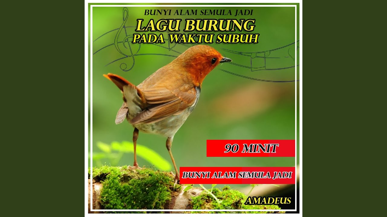 Lagu burung pada waktu subuh (bunyi alam semula jadi) - YouTube Music