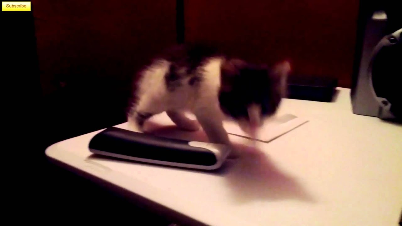 Gaming Setup With Kitten - YouTube