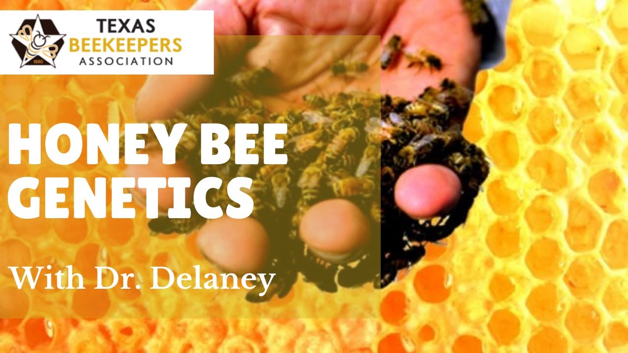 Honey Bee Genetics by Dr. Deborah Delaney with Texas Beekeepers ...