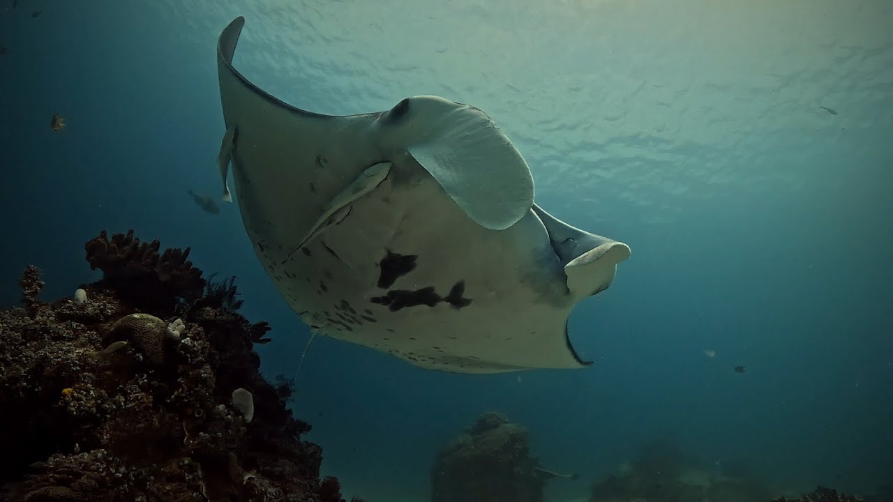 Diving with Mantas in Batanta Raja Ampat - YouTube