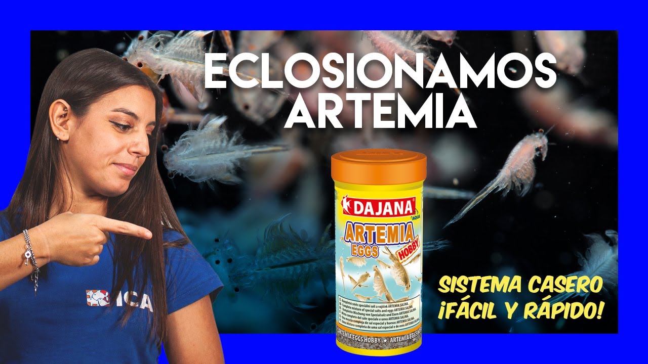 ECLOSIONAR ARTEMIA con sistema casero 🐟 - YouTube