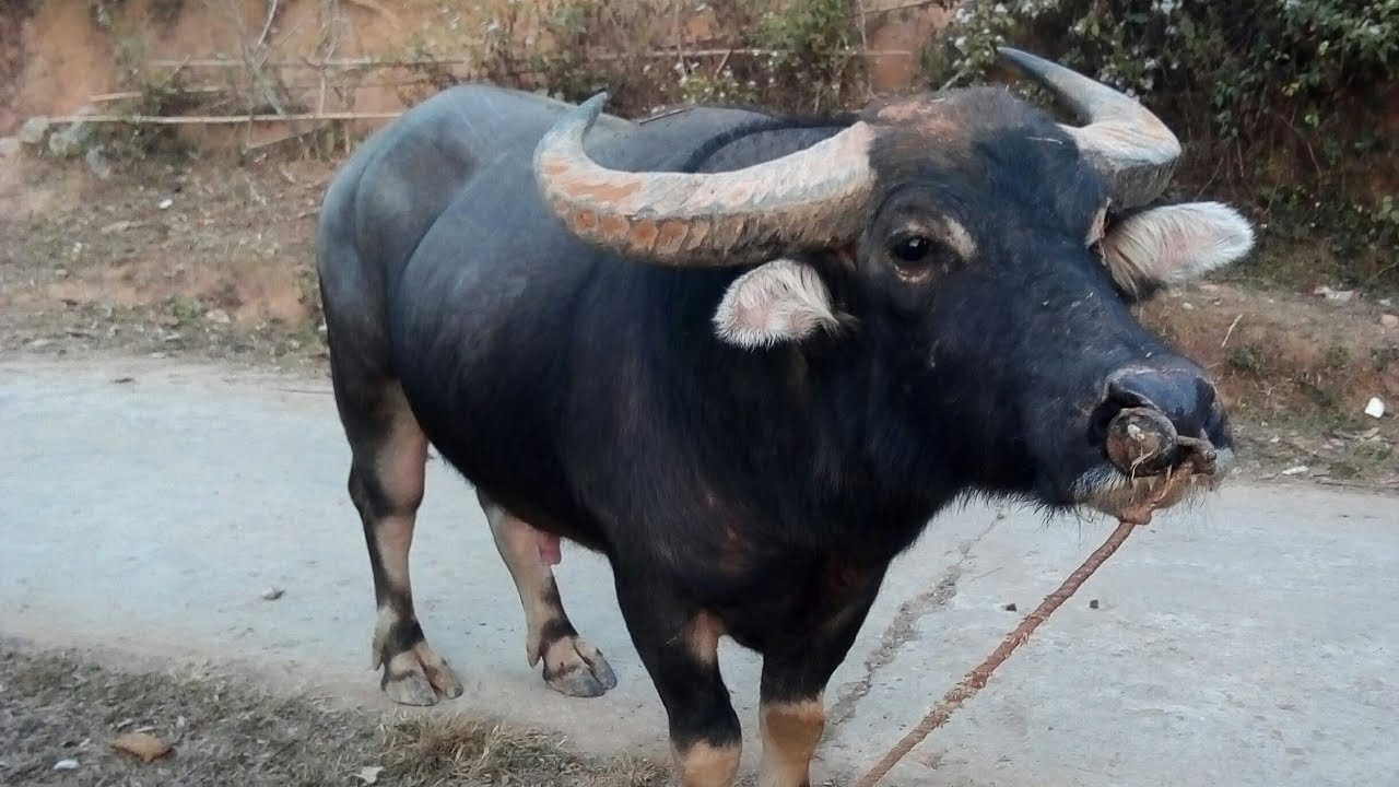 Trâu kéo gỗ ( twm luag ncej tsev ) - YouTube
