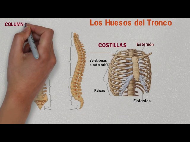 Sistema Esqueletico Del Torax Músculos Intercostales | Tórax