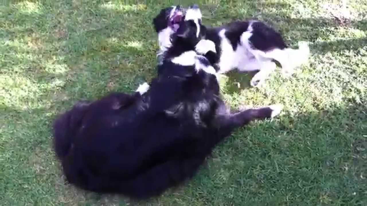Border Collie Fight!!! Round-3 - YouTube