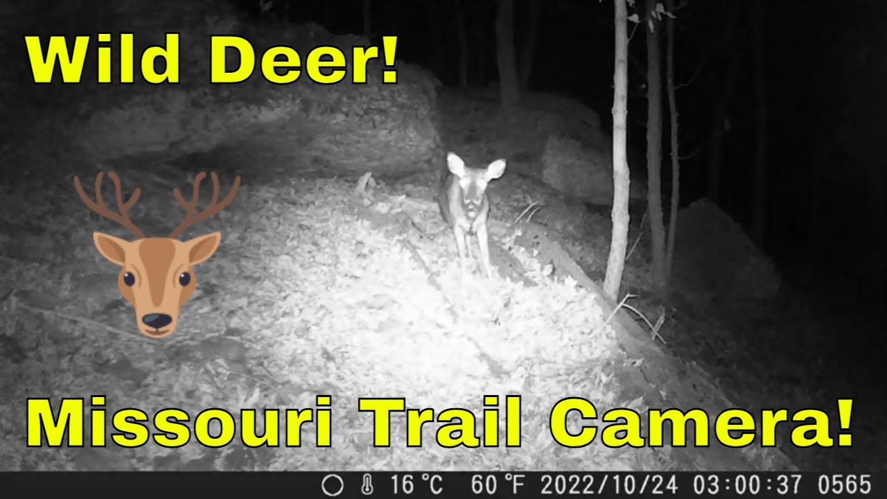 Deer Walks in Front of Trail Camera at Night! Deer on Missouri Trail ...