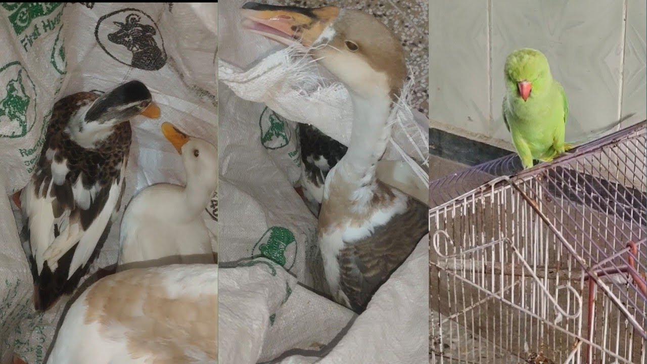 good bye ducks | Ducks wapis kar dii - YouTube