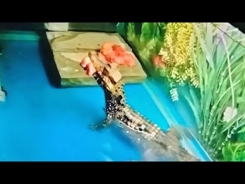 Watch Hungry Dwarf Caiman Devouring Delicious Chunks of Pork! - YouTube