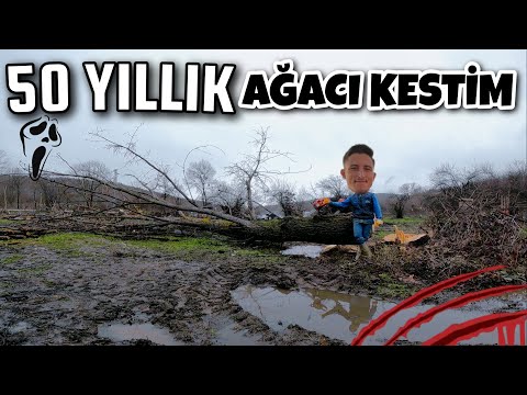 50 YILLIK BÜYÜK AĞAÇLARI KESTİM !! / COK TEHLİKELİ 
