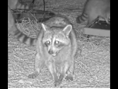 Critter Vision = Raccoon Close-Up 8-8-19 2040_edit_0 - YouTube