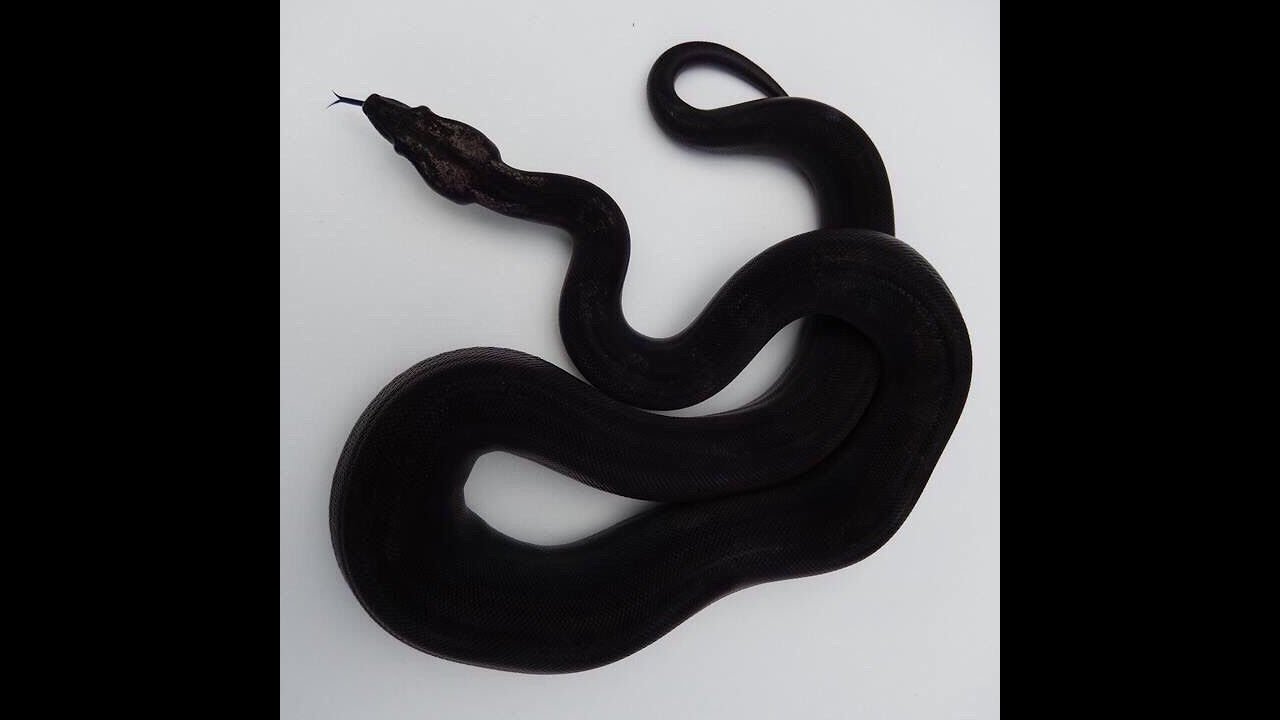 [FREE] Gunna x Southside x 808 Mafia Type Beat "SNAKES" | HARD Trap ...