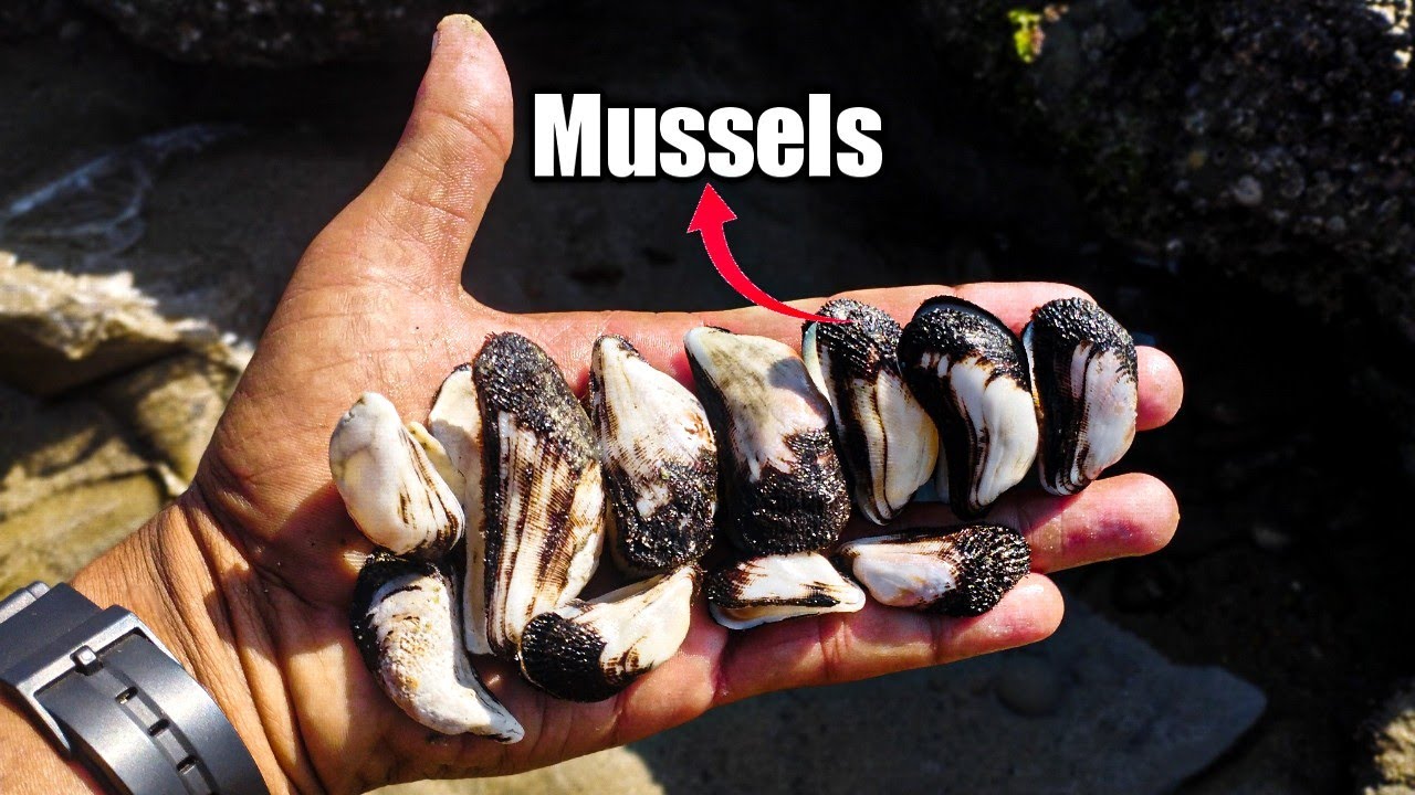 I found some Empty Mussels on the Beach - YouTube