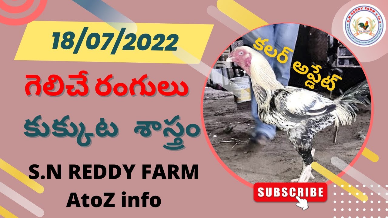 18/07/2022 ; ఈ రోజు గెలిచే రంగులు #కుక్కుట శాస్త్రం // Colour Update ...