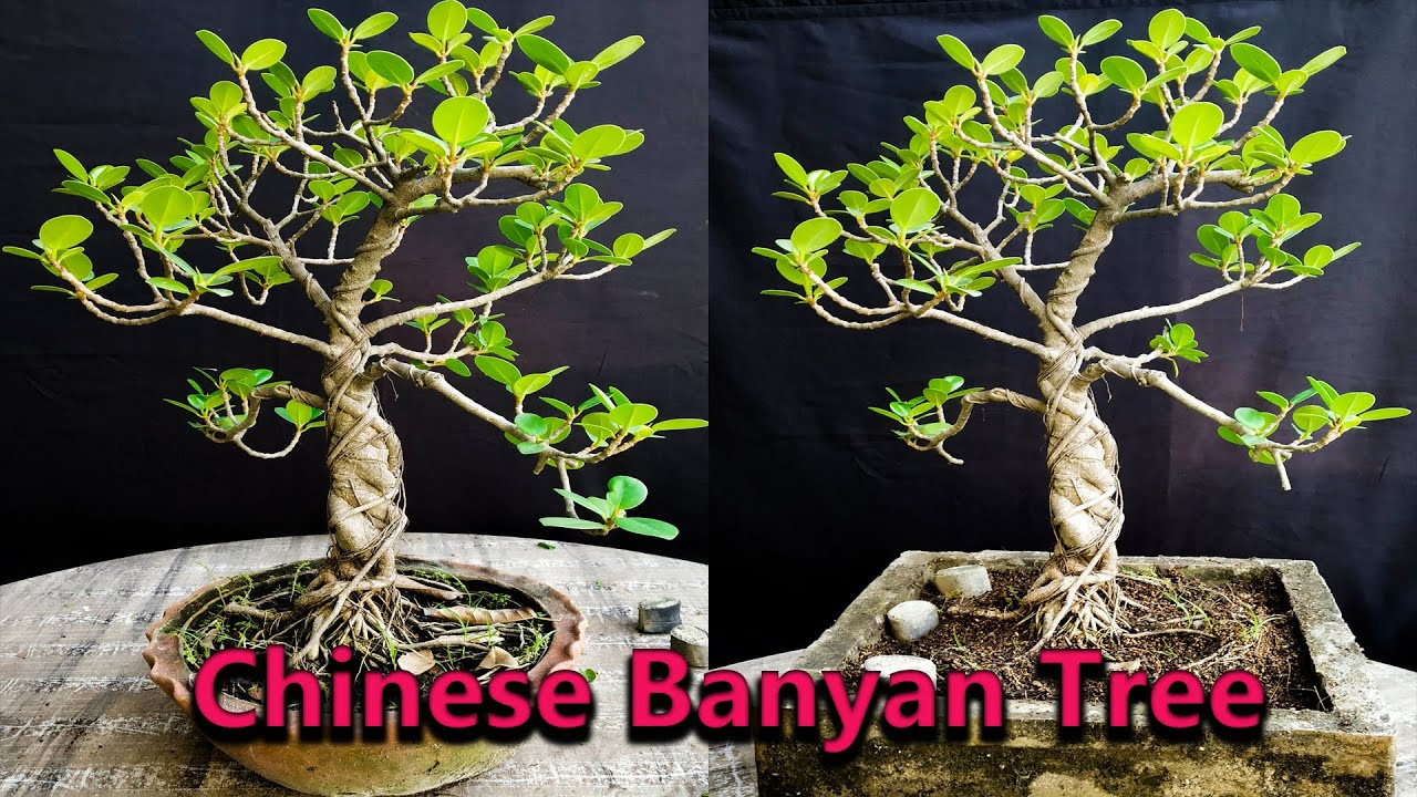 How To Thicken The Main Stem Whit Aerial Roots For Chinese Banyan ...