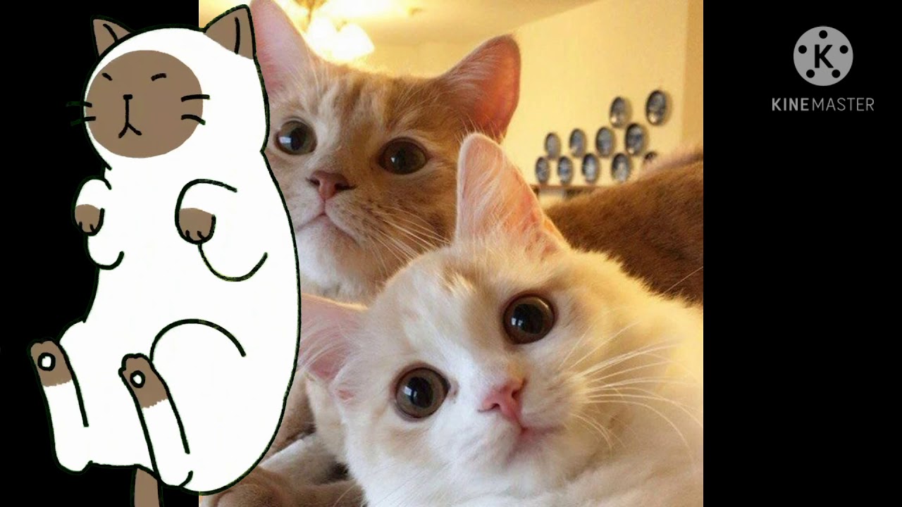 1 minuto de gatos girando con música electrónica de fondo - YouTube