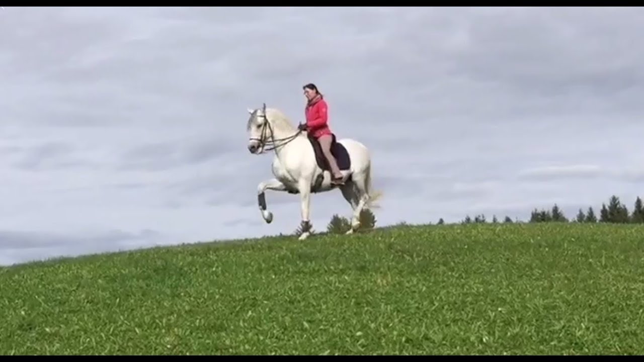 Anja Beran - Klassische Dressur / Classical Dressage - YouTube