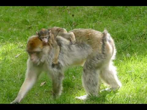 Monkey, barbary macaque, ape free stock video  Free for use & download