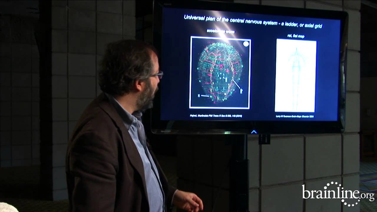 The Basic Architecture of the Brain - YouTube