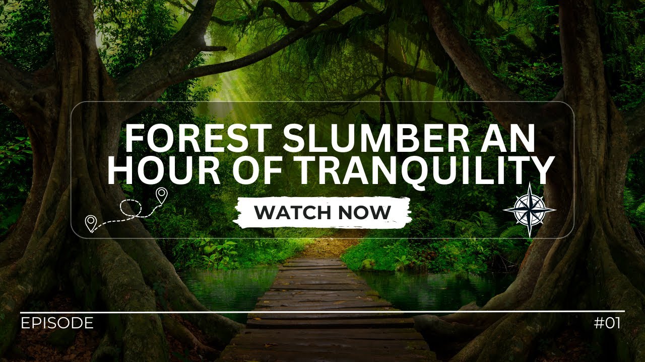 Forest Slumber An Hour of Tranquility Music - YouTube