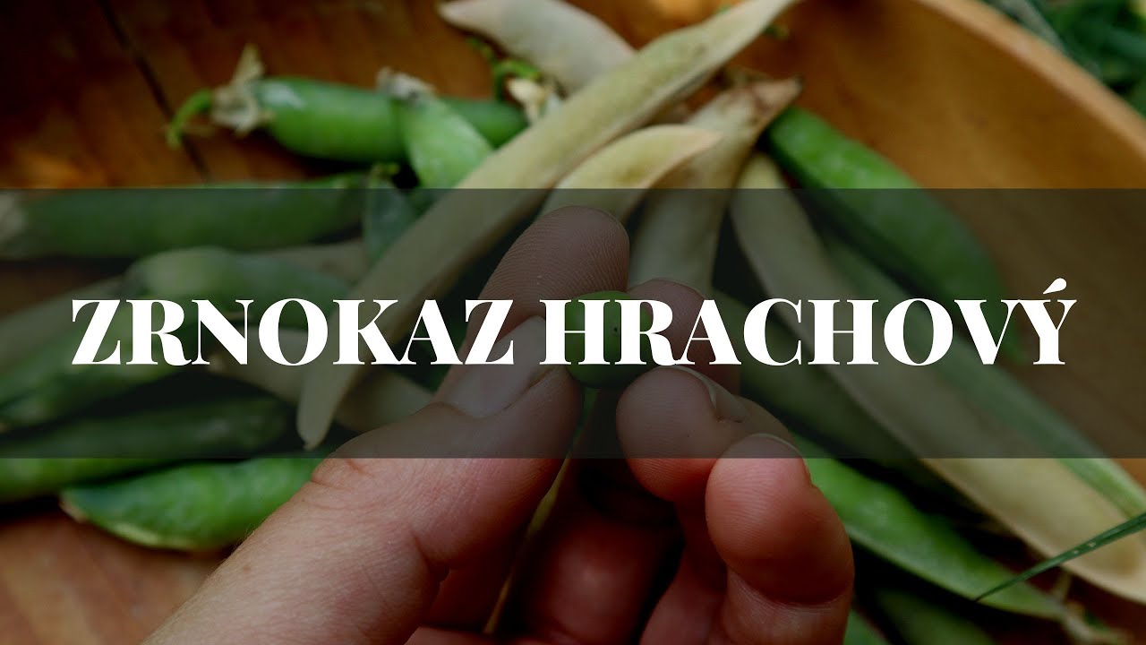 Zrnokaz hrachový - YouTube